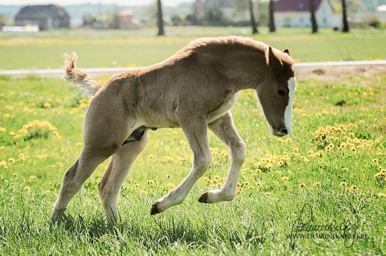 The Unexpected Benefits of Spooking - Good Horse