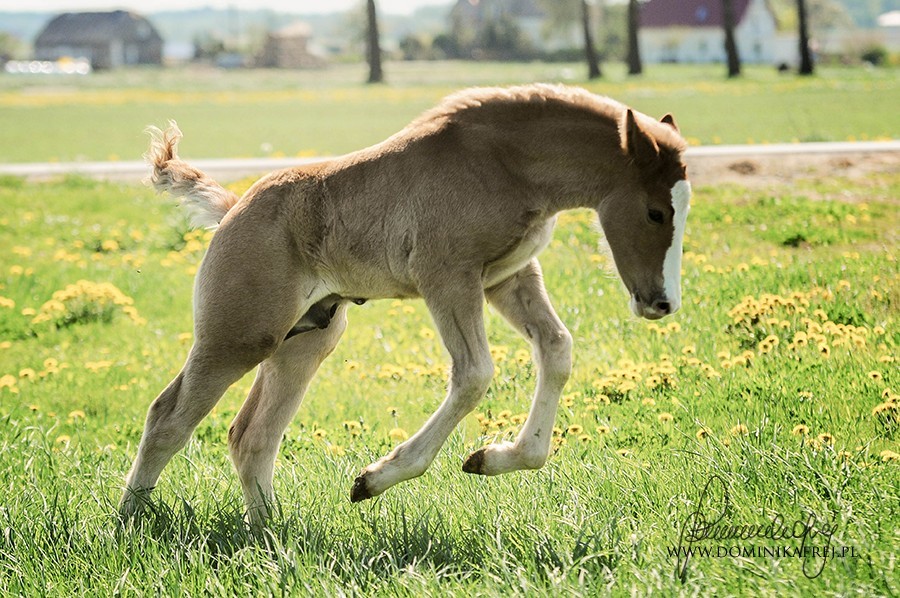 The Unexpected Benefits of Spooking - Good Horse