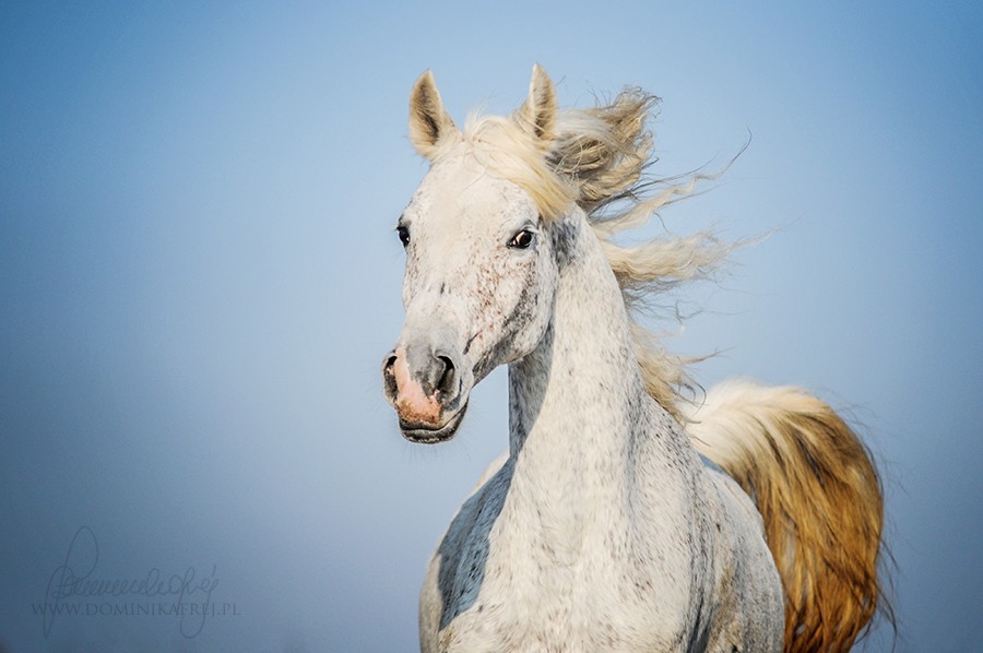 In-depth Genetics: Shades of Grey - Good Horse
