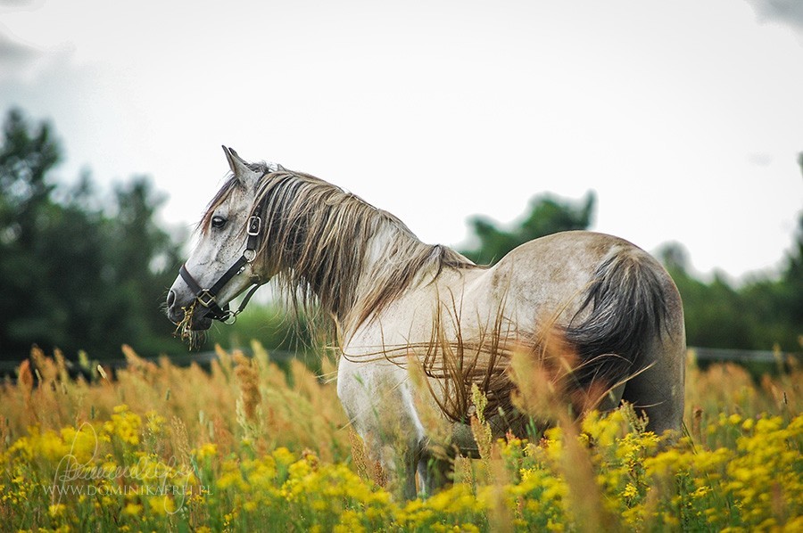 In-depth Genetics: Shades of Grey - Good Horse