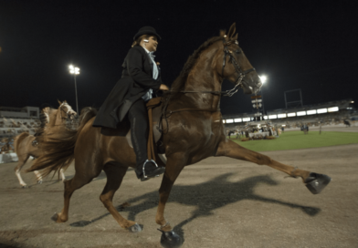 Good Horse - Because all horses are good horses!