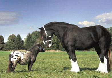 Good Horse - Because all horses are good horses!