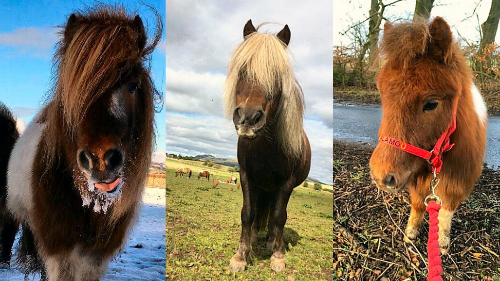 Pony posse: the cutest gang in town! - Good Horse