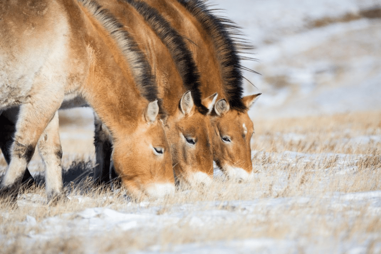 What's in a mane? - Good Horse
