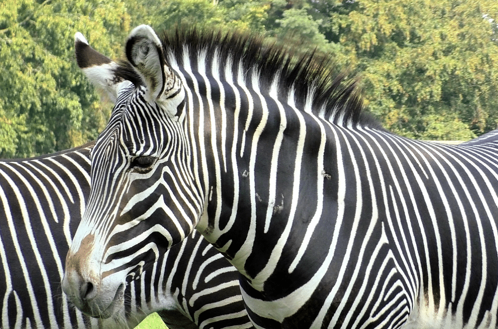 What's in a mane? - Good Horse