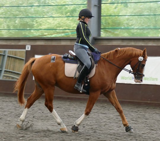 The Rider Weight Debate: What can the latest research tell us? - Good Horse