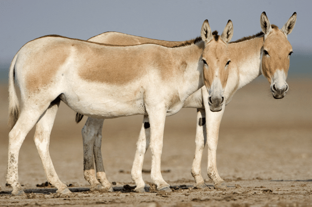 To hog or not to hog? - Good Horse