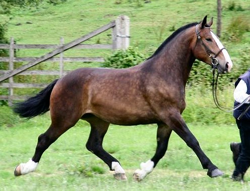 To hog or not to hog? - Good Horse