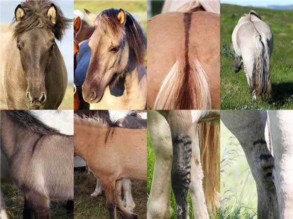 What is the difference between a dun and a buckskin? - Good Horse