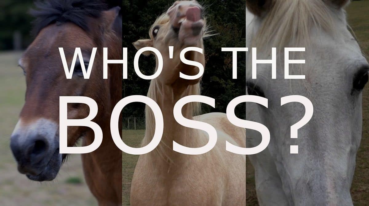 Can YOU guess the boss? - Good Horse