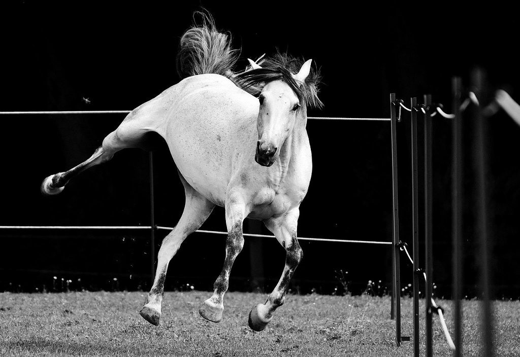 Good Horse - Because all horses are good horses!